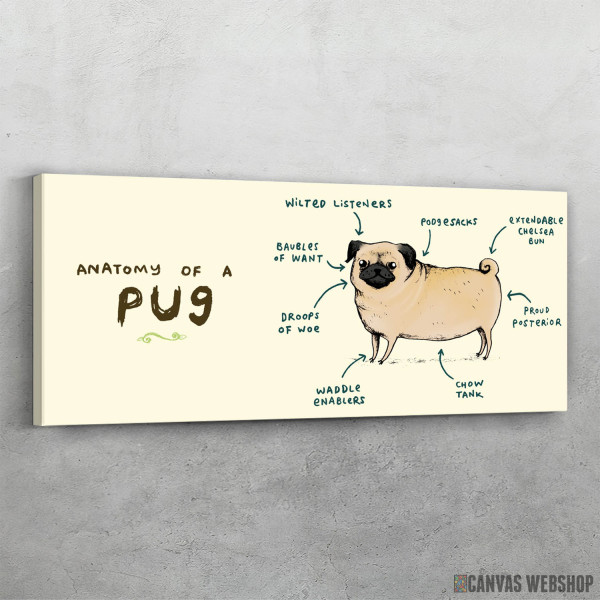 Anatomija mopsa - panorama slika